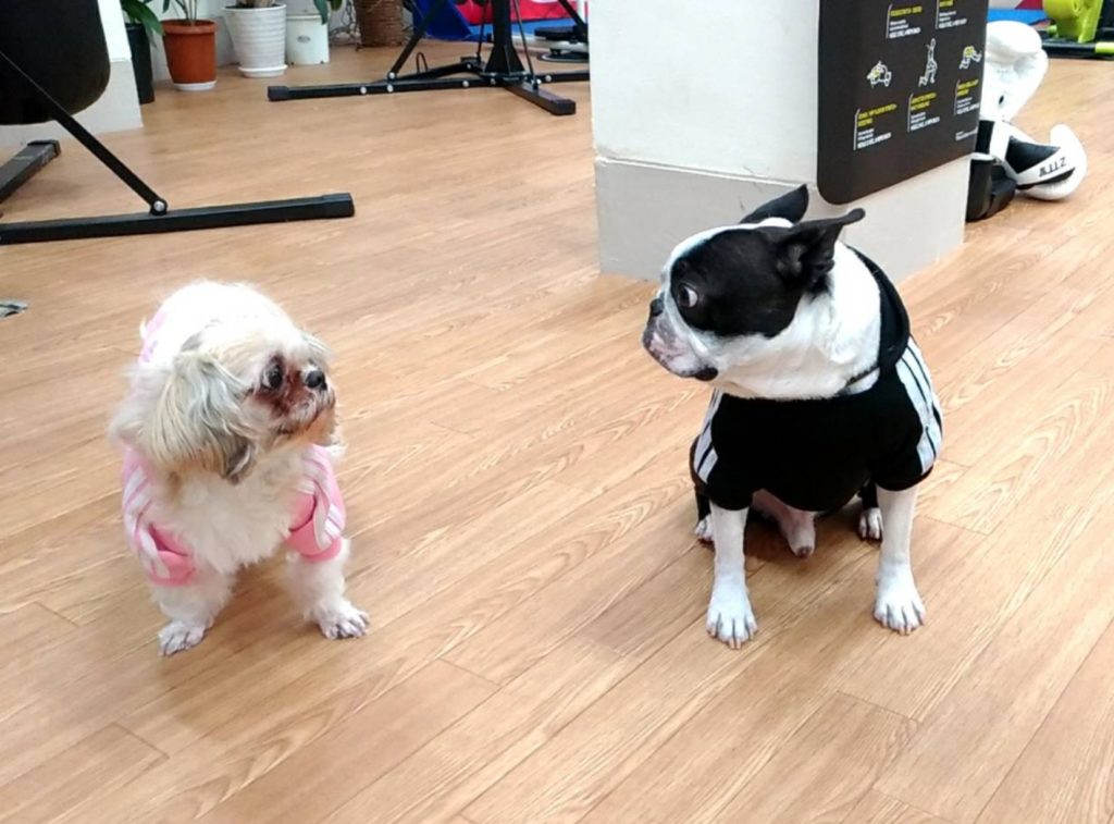 adidas？ adidog！ | Girl's Fun Boxing Gym